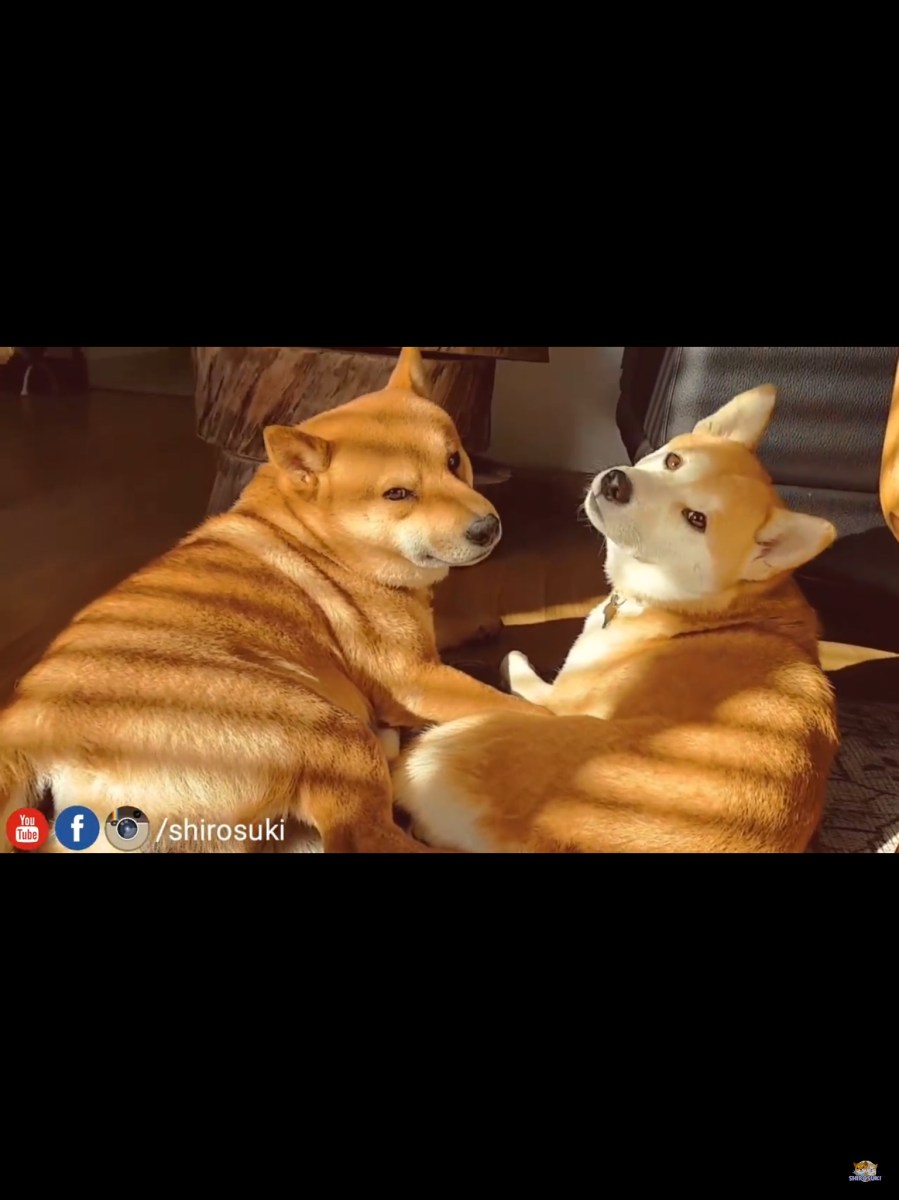 I’m addicted to “Shiro & Suki” – Akari Talks Japan